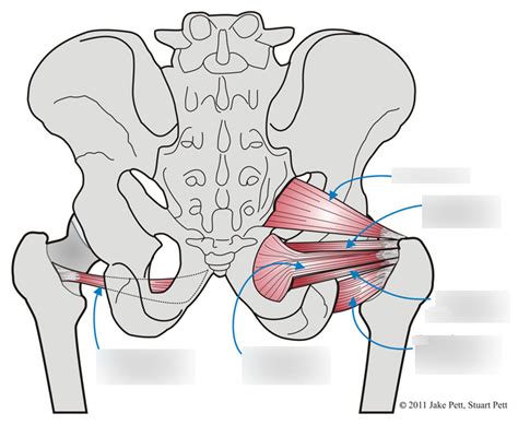 6 Deep Lateral Rotators Of The Hip Diagram Quizlet