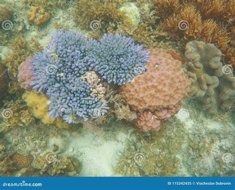 Paisaje Subacuático Del Arrecife De Coral Opinión Superior De Los