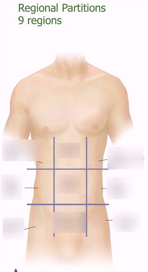 Abdominal Regions Diagram Quizlet