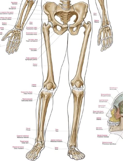 Anatomie Menselijk Lichaam Poster Ontdek De Innerlijke Werking Van Het
