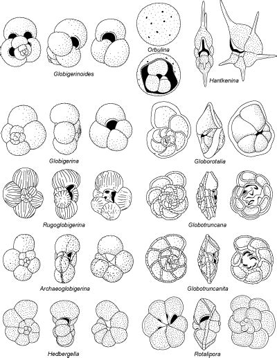 Court traité de Foraminiférologie L essentiel sur les foraminifères