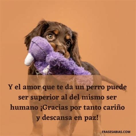 Introducir Imagen Frases Cuando Se Te Muere Tu Perro Abzlocal Mx