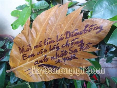 Lá diêu bông là gì Tìm hiểu nguồn gốc và ý nghĩa của lá diêu bông