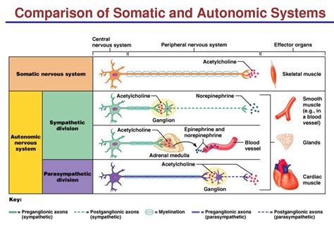 Autonomic Nervous System AUTONOMIC NERVOUS SYSTEM CHARTS Peripheral