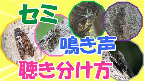 セミ5種の鳴き声ニイニイゼミアブラゼミミンミンゼミツクツクボウシヒグラシ YouTube