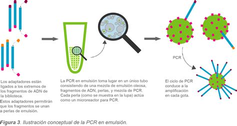 Tipos De PCR Explorando Sus Variaciones OneLab
