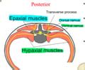 Muscles Of The Back Flashcards Quizlet