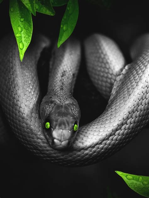 Snake Wallpaper K Reptile Dark Green Eyes Jungle