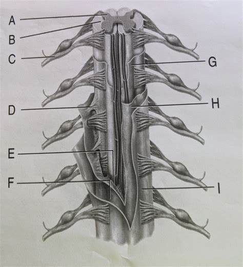 Spine Part Diagram Quizlet