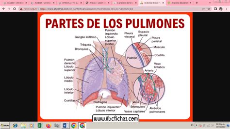 anatomía de tórax Mapa Mental
