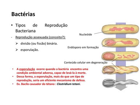 PPT Bactérias PowerPoint Presentation free download ID 2267066