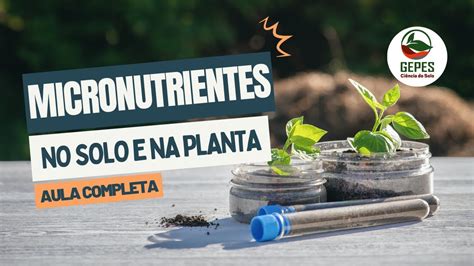 Dinâmica dos micronutrientes no sistema solo planta YouTube