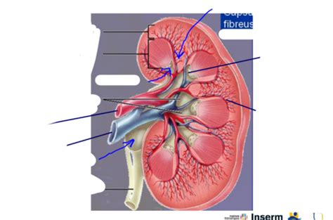 Spe Med Physio R Nale Cartes Quizlet