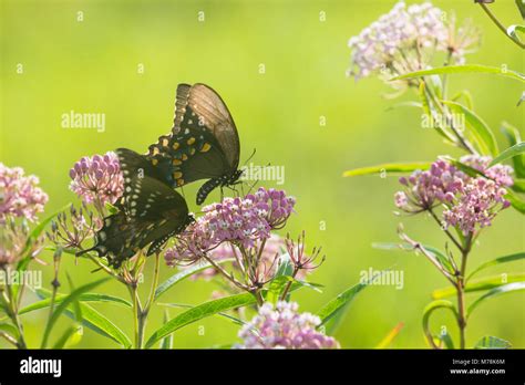 03029 01502 Spicebush Swallowtail Butterflies Papilio Troilus Male