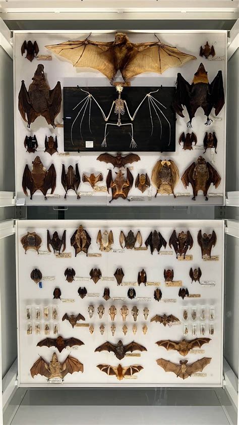 アメリカ自然史博物館さんのインスタグラム動画 アメリカ自然史博物館Instagram The Museums bat