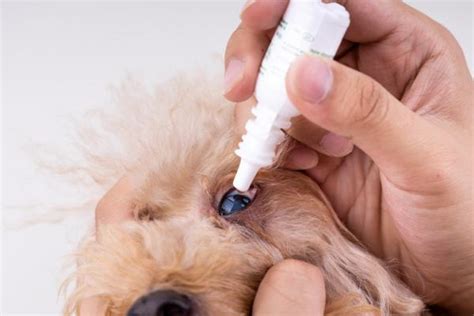 Cataratas en Perros Síntomas Causas y Tratamiento