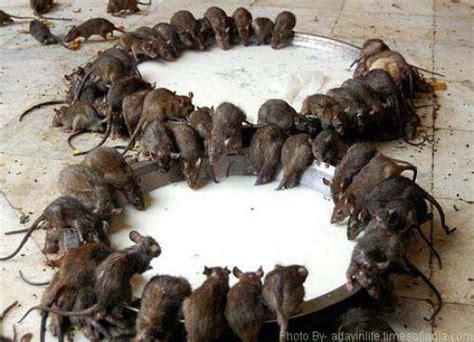 Rat Temple Karni Mata Ka Mandir Timings Bikaner Location Entry