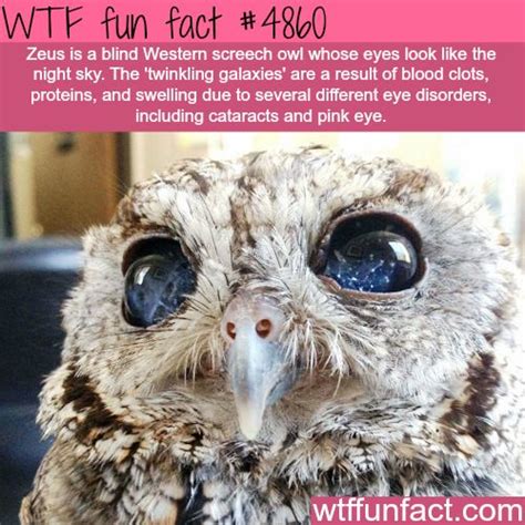 Wtf Fun Facts List