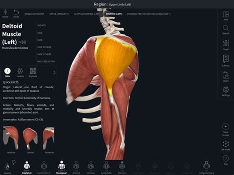Muscles Of Upper Extremities Flashcards Quizlet