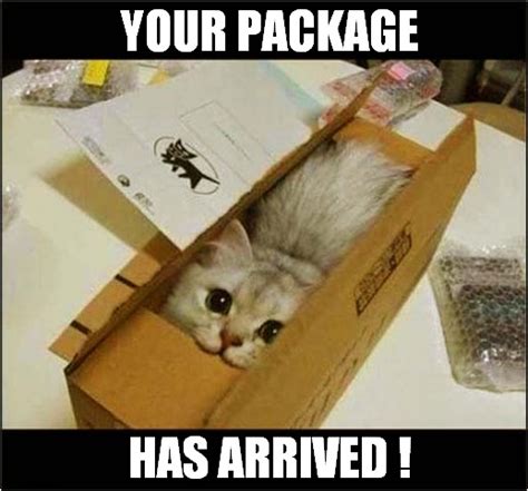 A Cat Owners Dream Imgflip