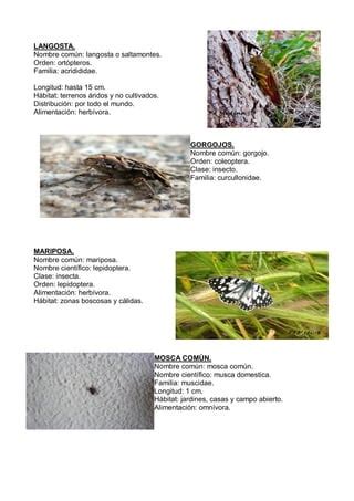 Insectos Pdf