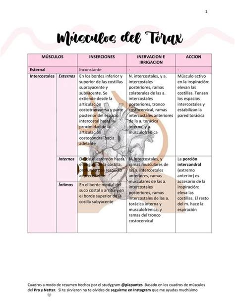 Músculos del Tórax Pi Apuntes uDocz