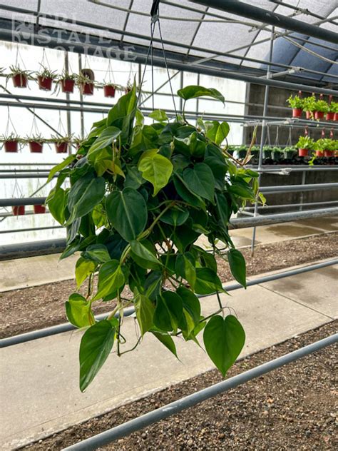 8 Philo Brazil HB Tri State Foliage In House Availability