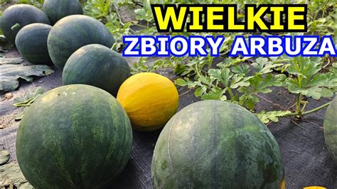 WIELKIE ARBUZOBRANIE Świetne Zbiory Arbuza Uprawa Arbuza w Polsce