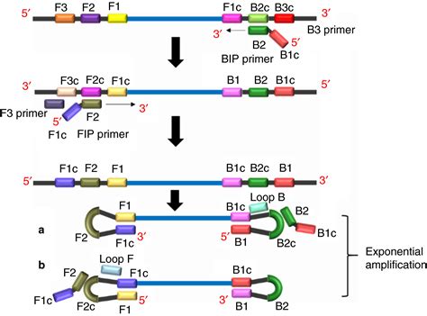 loop‐mediated isothermal amplification lamp a versatile technique for detection of micro
