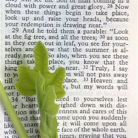 Top 10 Gardening Verses Of The Bible Garden In Delight