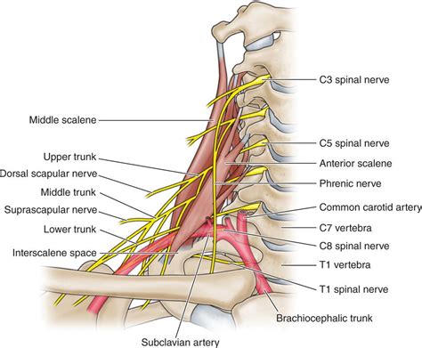 Cervical Nerve Root Blocks Anesthesia Key