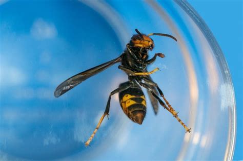 Frelon Asiatique Menace Sur Nos Abeilles Ma Ruche En Pot
