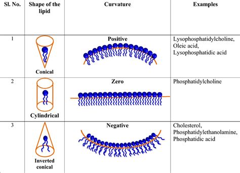 Phosphatidylcholine Membrane