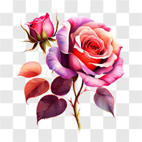 Rose Flower Png Hd Images Best Flower Site