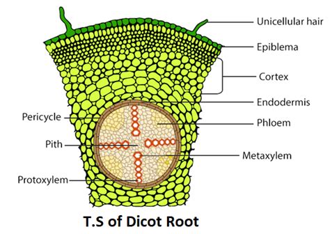 Describe The Internal Structure Of A Dicot Root