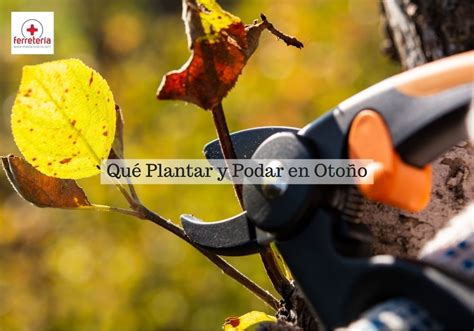 Details Mejor Poca Para Trasplantar Rboles Abzlocal Mx