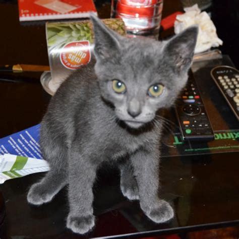 Anubis Gato Adoptado En Alicante Bamb Difunde