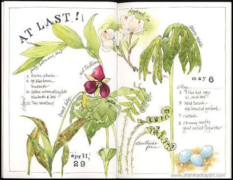 Jean Mackay Drawn In Drawn In Botanical Drawings Nature