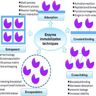 Types Of Enzyme Immobilization Techniques Techniques That Work With