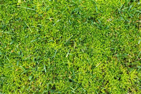 Moss In Lawn Lawn In Serious Need Of Moss Killer Removing Old Moss