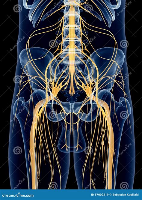 The Sciatic Nerve Stock Illustration Illustration Of Body 57002219