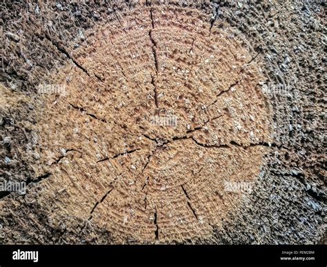 Holzquerschnitt rund Fotos und Bildmaterial in hoher Auflösung