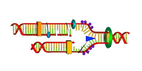 Dna Replication Diagram Quizlet