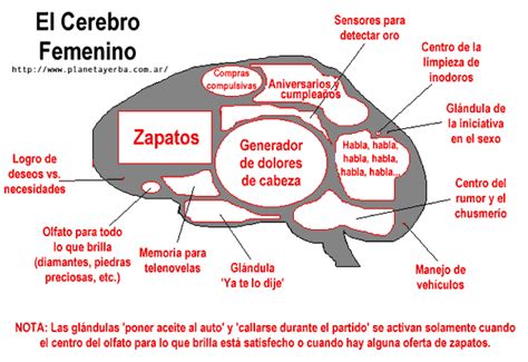 Diferencias Entre El Cerebro Del Hombre Y La Mujer Blogodisea