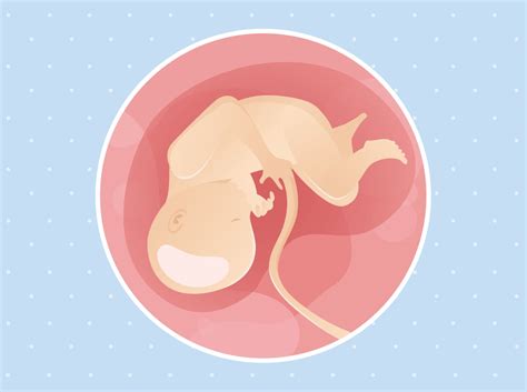34ª Semana de Gravidez Nestlé Baby Me