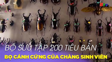 Bộ sưu tập 200 tiêu bản bọ cánh cứng của chàng sinh viên BTV Giải trí