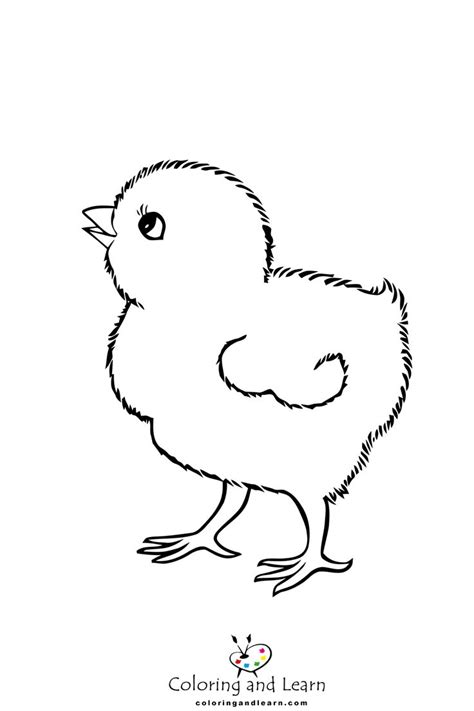 Chick Coloring Pages Coloringandlearn In 2024 Coloring Pages