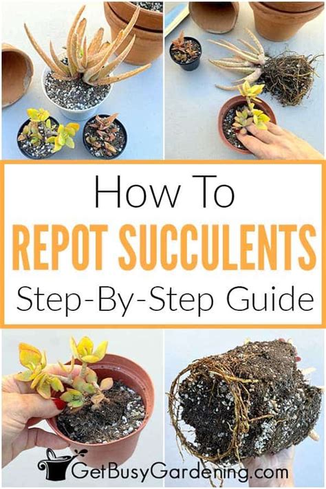 How To Repot Succulents A Step By Step Guide Get Busy Gardening