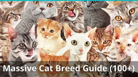 The Ultimate Guide To Different Types Of Cat Breeds Feline Breeds