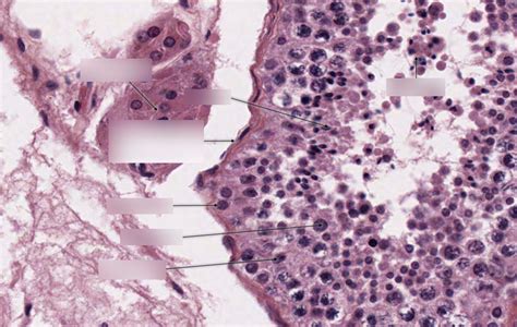 Testis Histology Diagram Quizlet